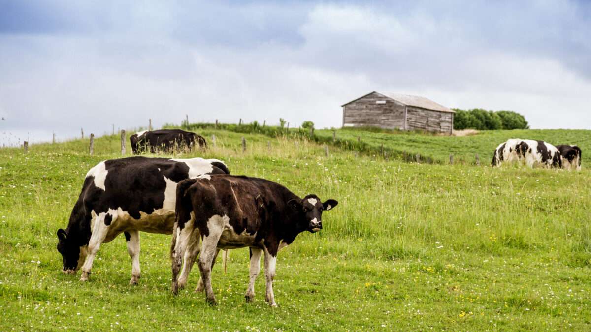 Quebec's Dairy Farmers Are Blocking Free Trade in Canada