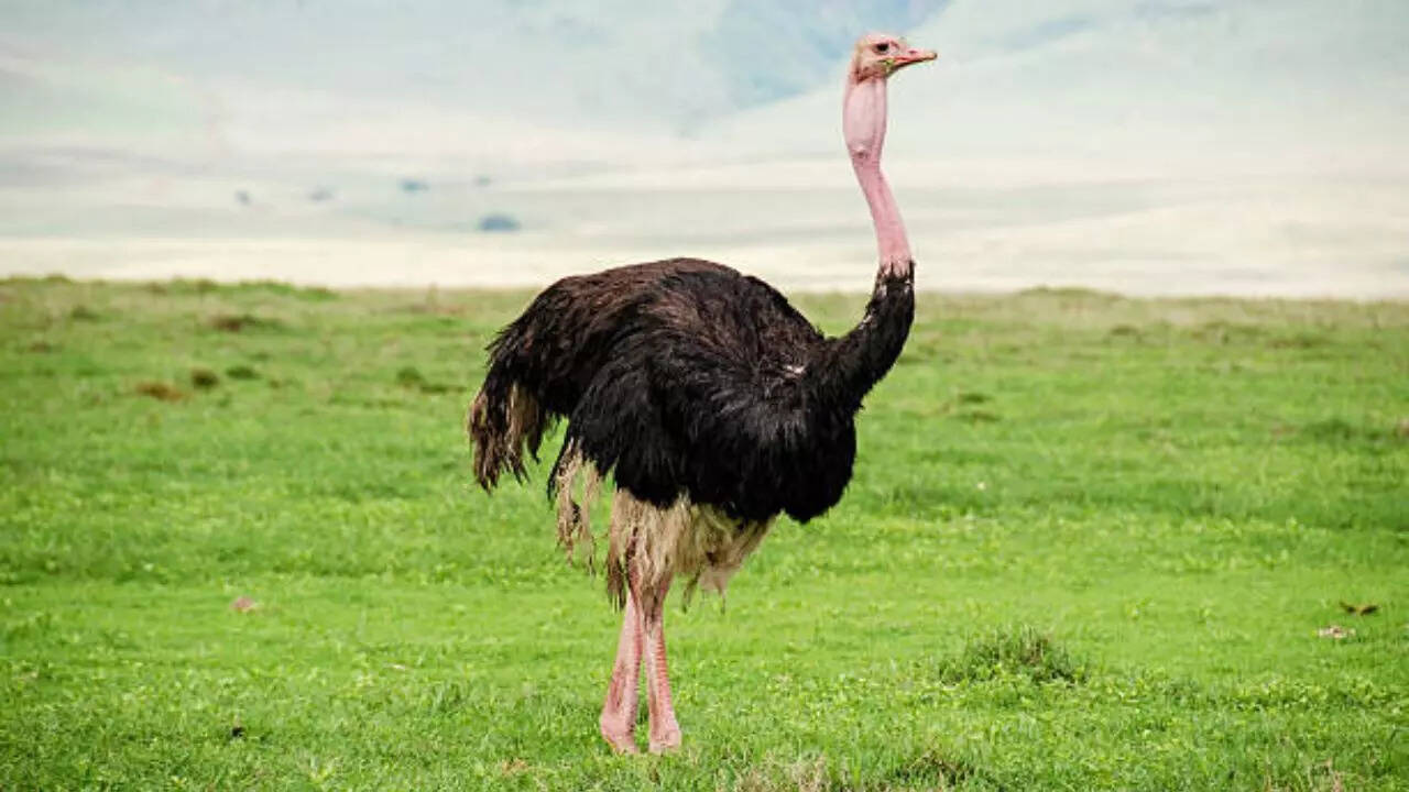 10 birds that are (almost) bigger than humans