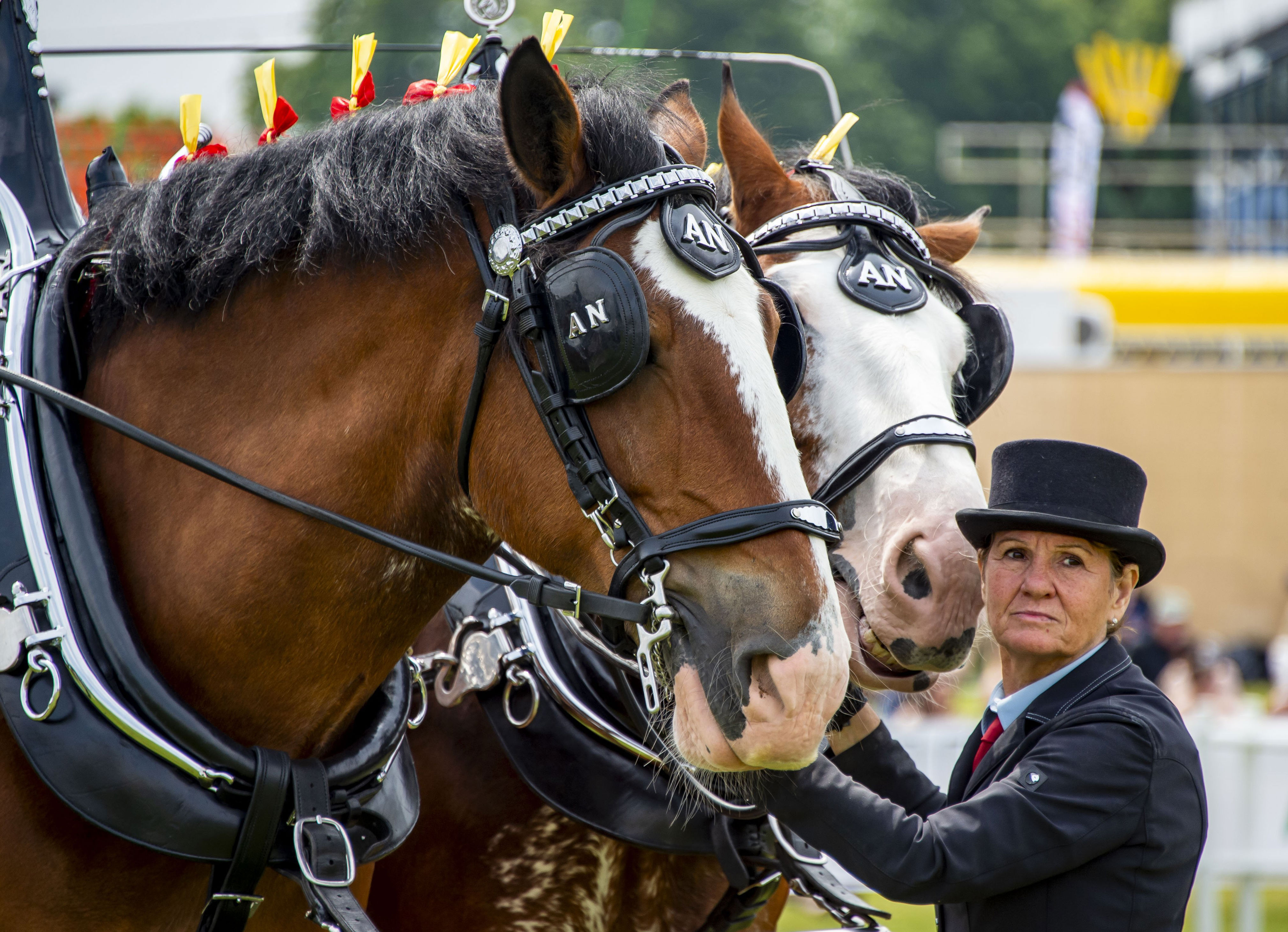 The Royal Highland Show 2025: 18 pictures from this year's RHS in ...