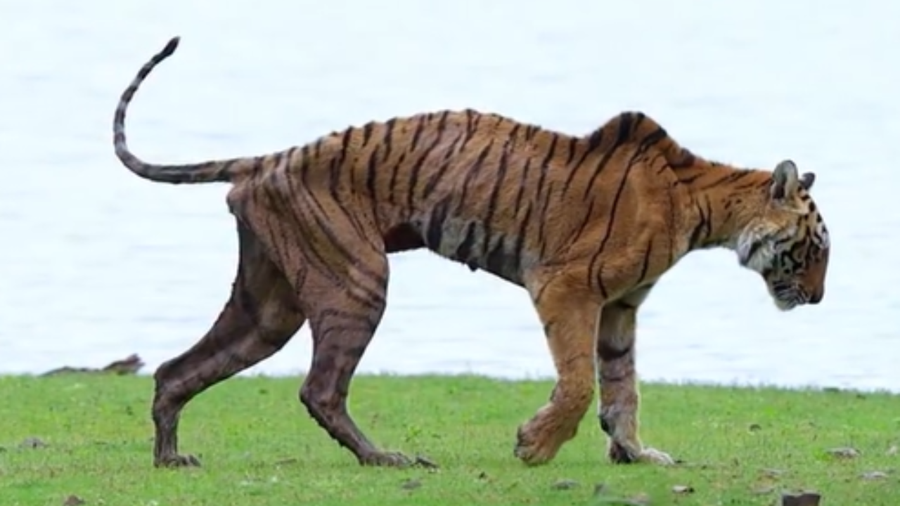 The last walk of a legend: Tigress Arrowhead, Ranthambore’s “Queen of ...