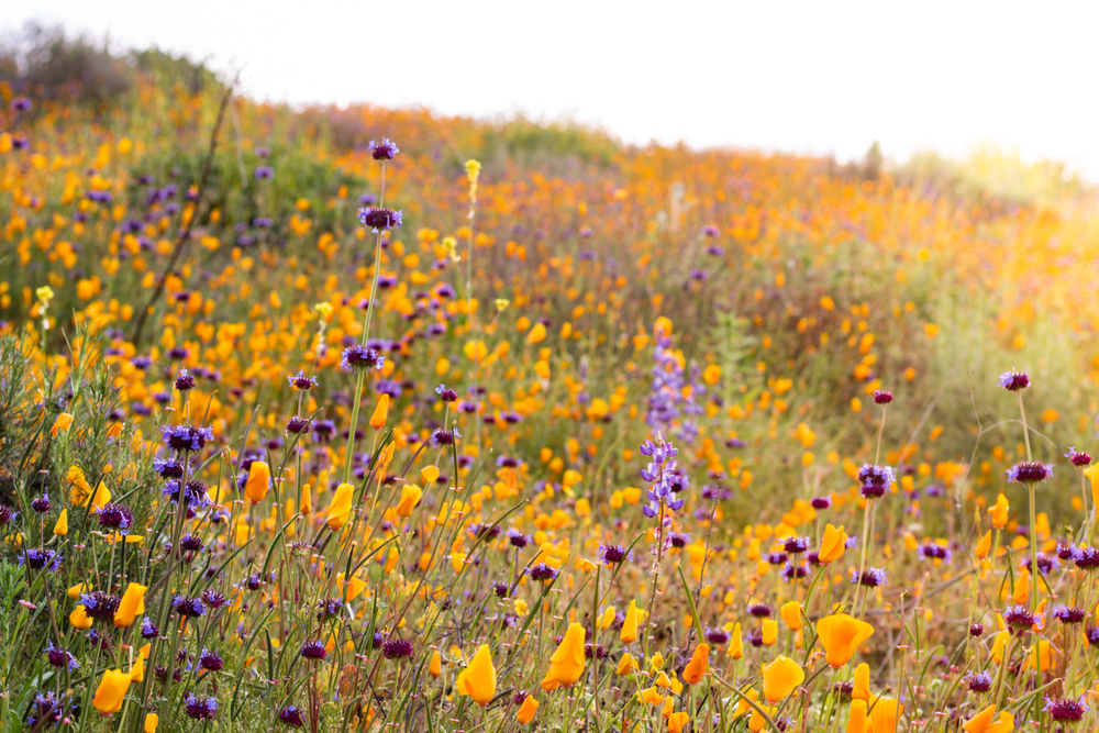 18 Native Plants That Attract Local Birds