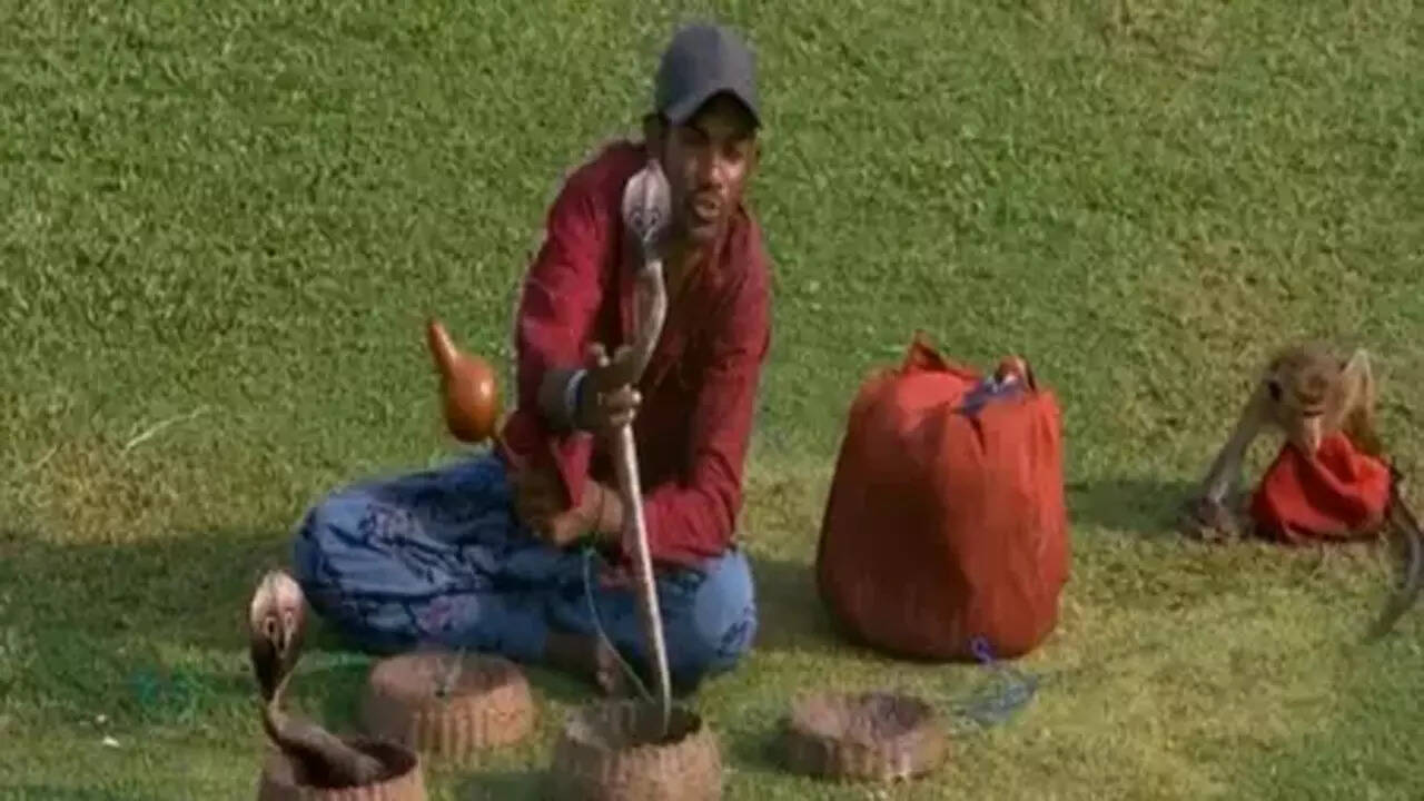 Bizarre! Fan shows up with two cobras and a monkey during Test match ...