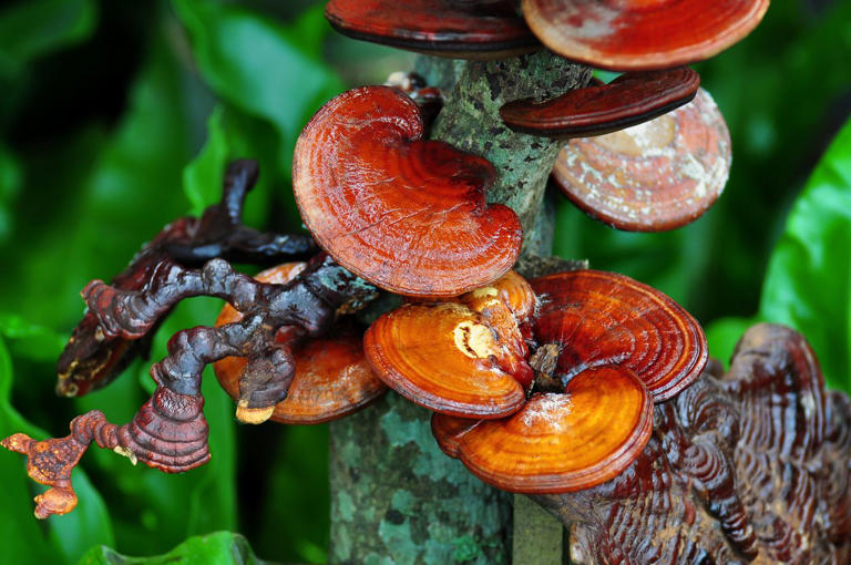 Ganoderma lucidum: Propiedades medicinales, beneficios y usos completos ...
