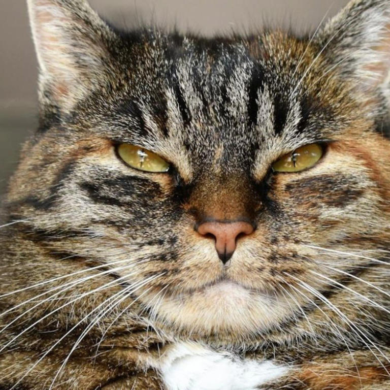 8 stages of cat growth and the care they require at each one