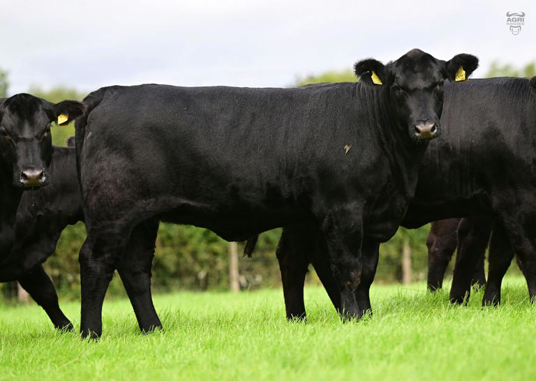 Island Farm Angus bows out in style