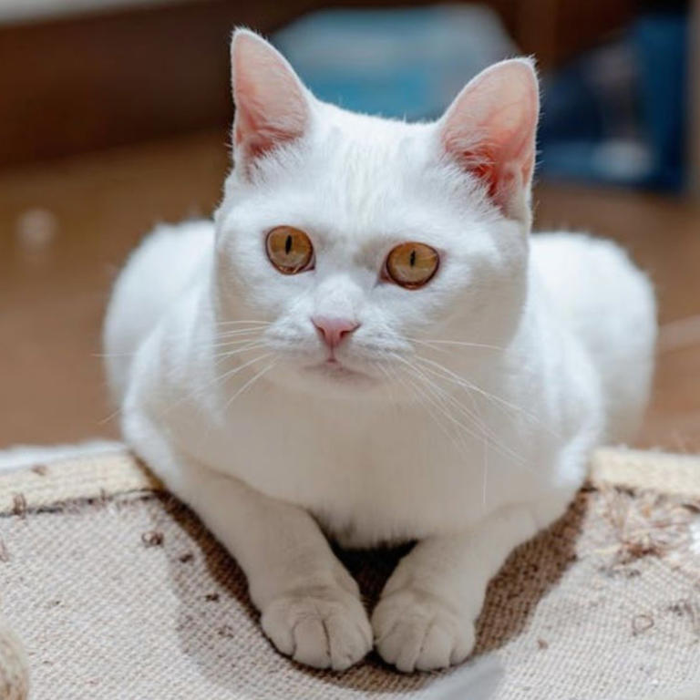 8 stages of cat growth and the care they require at each one