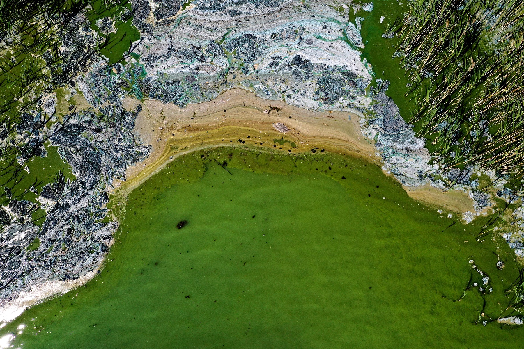 This is how dangerous blue-green algae could be to your dog - as vet ...
