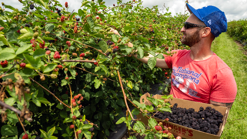 Pick your own adventure at Gieringer's Family Farm