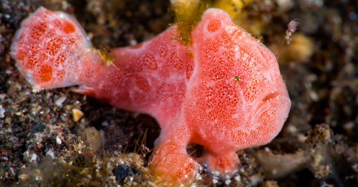 Is It a Frog or a Fish? Trick Question—It’s a Frogfish