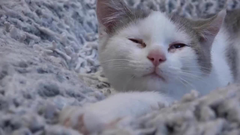 Ft. Johnson rebrands army base back to Ft. Polk