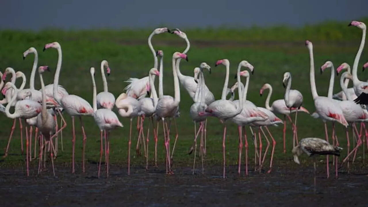 10 birds that are (almost) bigger than humans