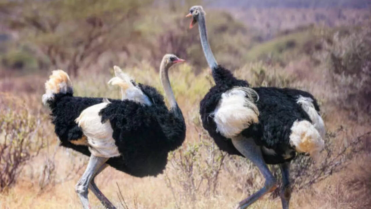 10 birds that are (almost) bigger than humans