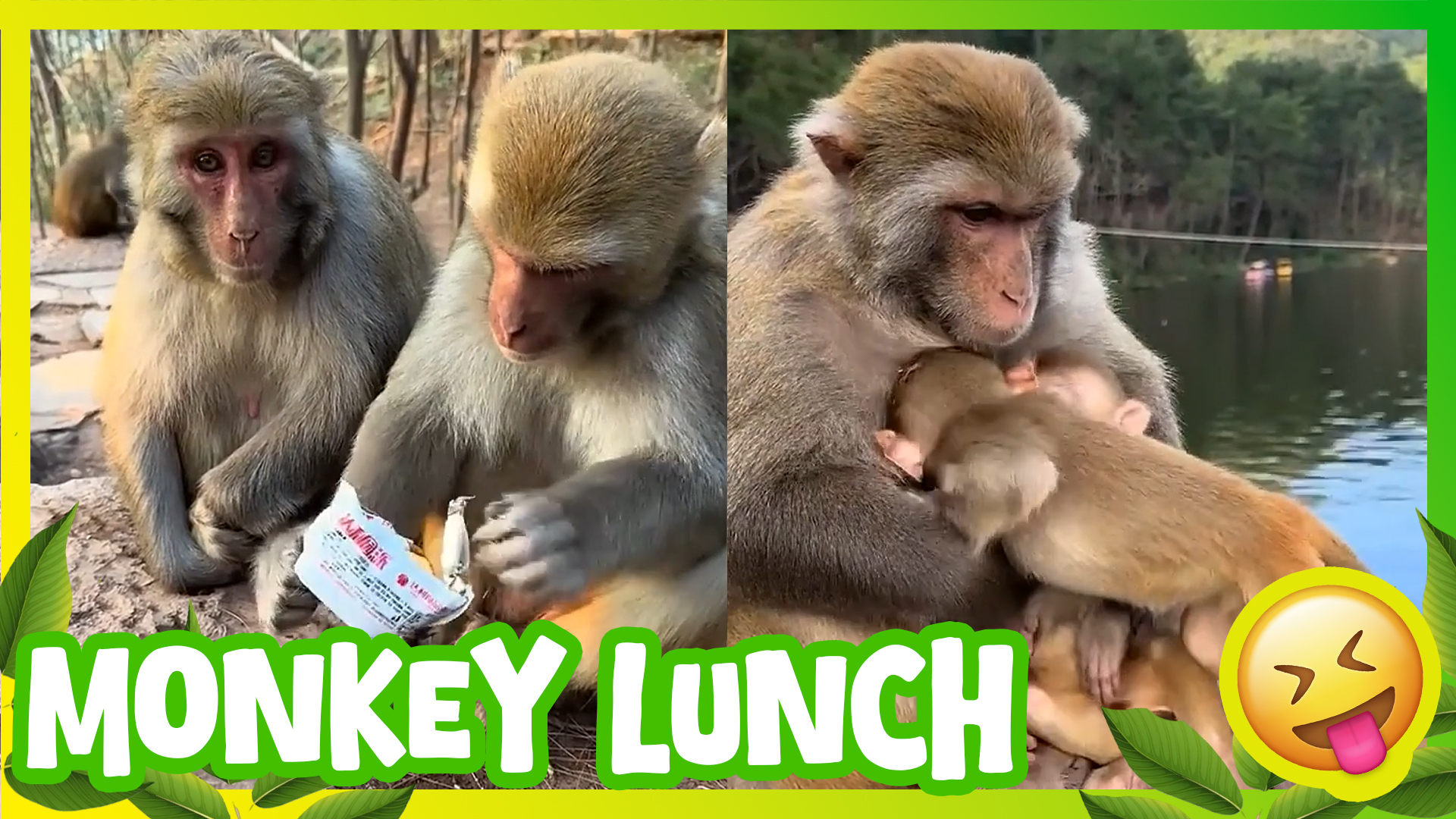 Monkey Lunch Time 🐵🍽 | Cute & Funny Midday Jungle Feast