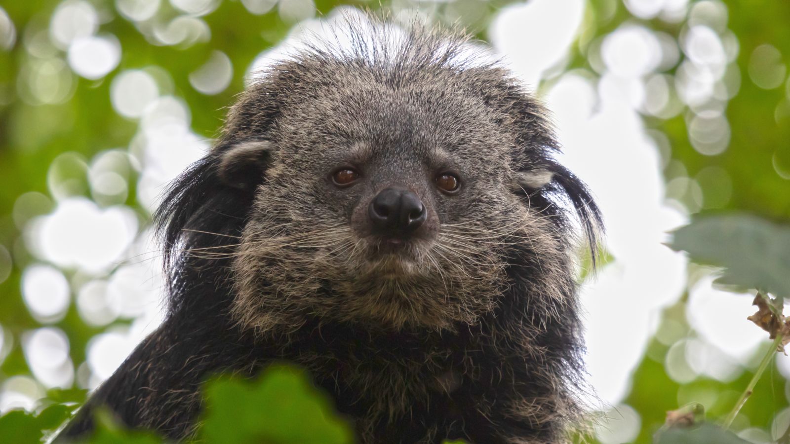 Binturong: The bearcat that smells like hot buttered popcorn