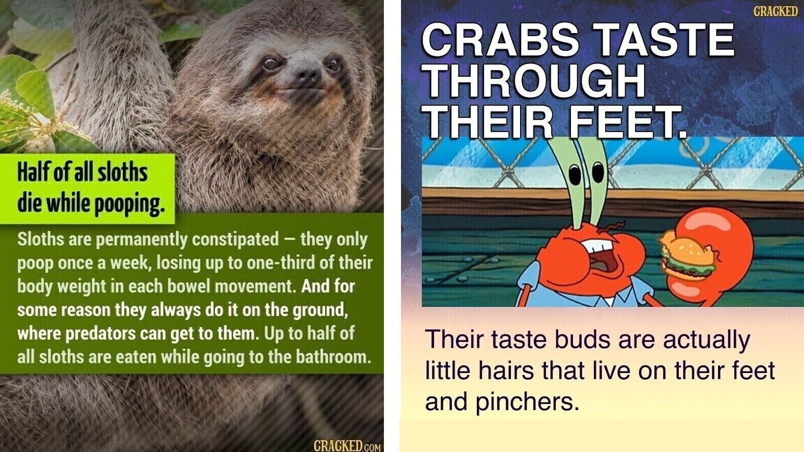 31 Scrumptious Bits of Trivia That We Know Your Brain Is Salivating For