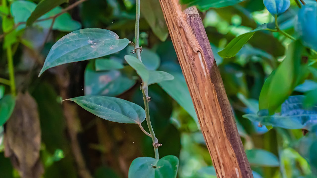 Cuidados y Características de la Planta de Canela: Guía Completa y Práctica