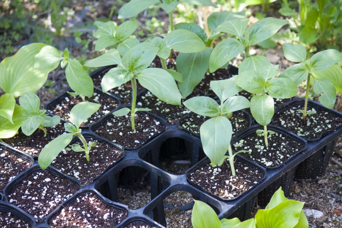 Cuándo poner al sol las semillas germinadas: Guía completa y consejos ...