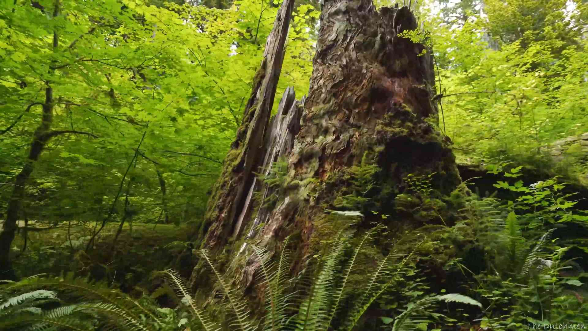 Bosque Lluvioso Hoh en 4K - Maravillas del Parque Nacional Olímpico ...