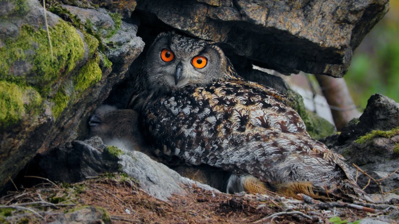 Eurasian Eagle Owl Nesting under a Rock ~ Bubo bubo 🦉