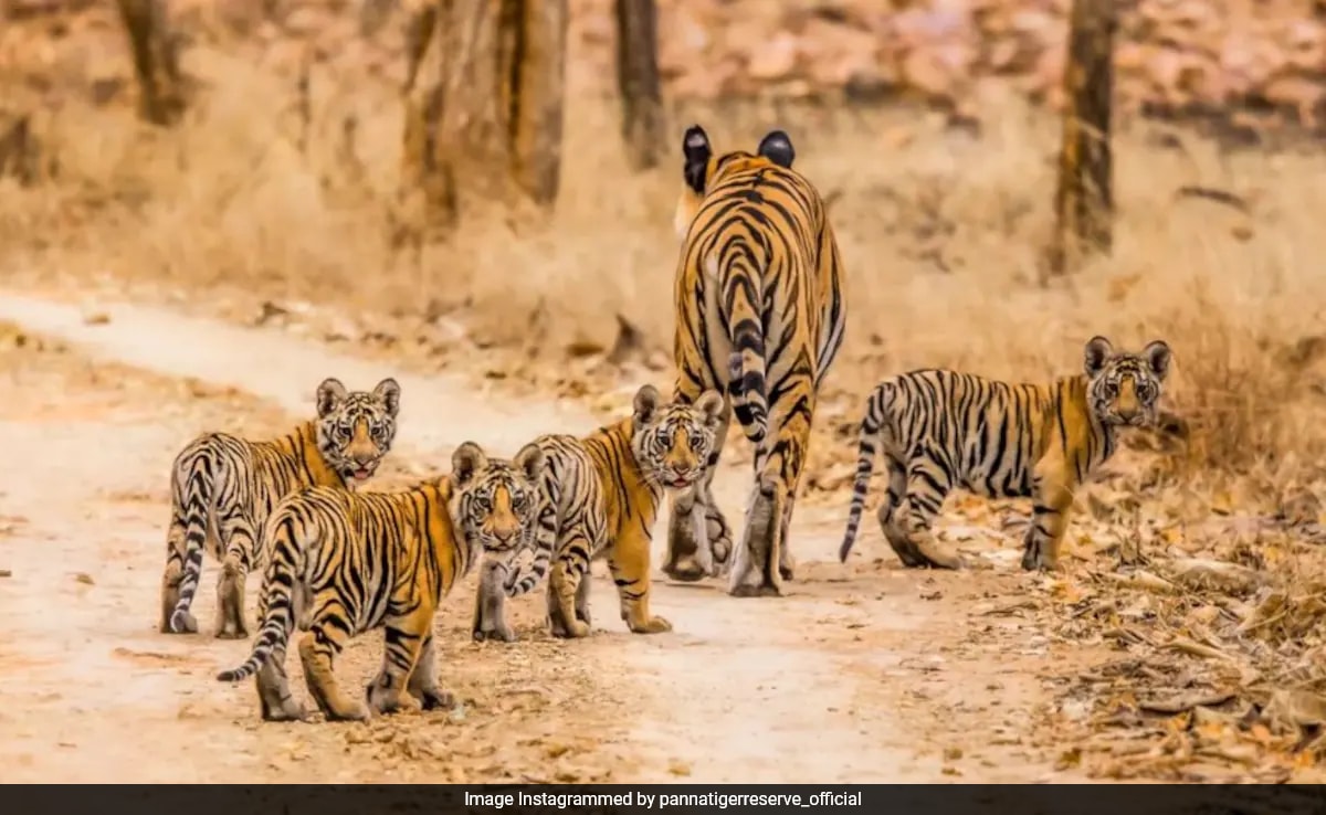 Act Of 'Revenge': 3 Arrested For Poisoning Tigress, 4 Cubs In Karnataka