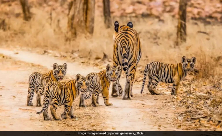 Act Of 'Revenge': 3 Arrested For Poisoning Tigress, 4 Cubs In Karnataka