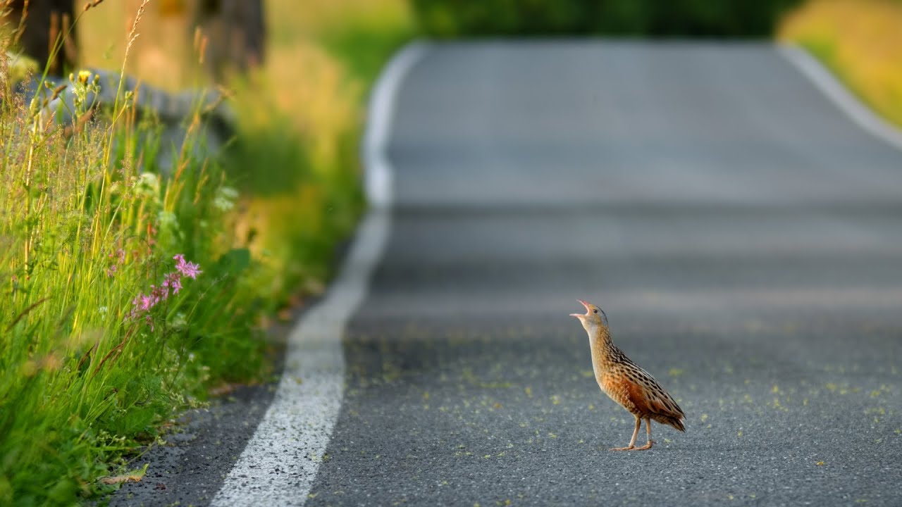 Courageous Corncrake Calling on the Road ~ Crex crex 🗣️