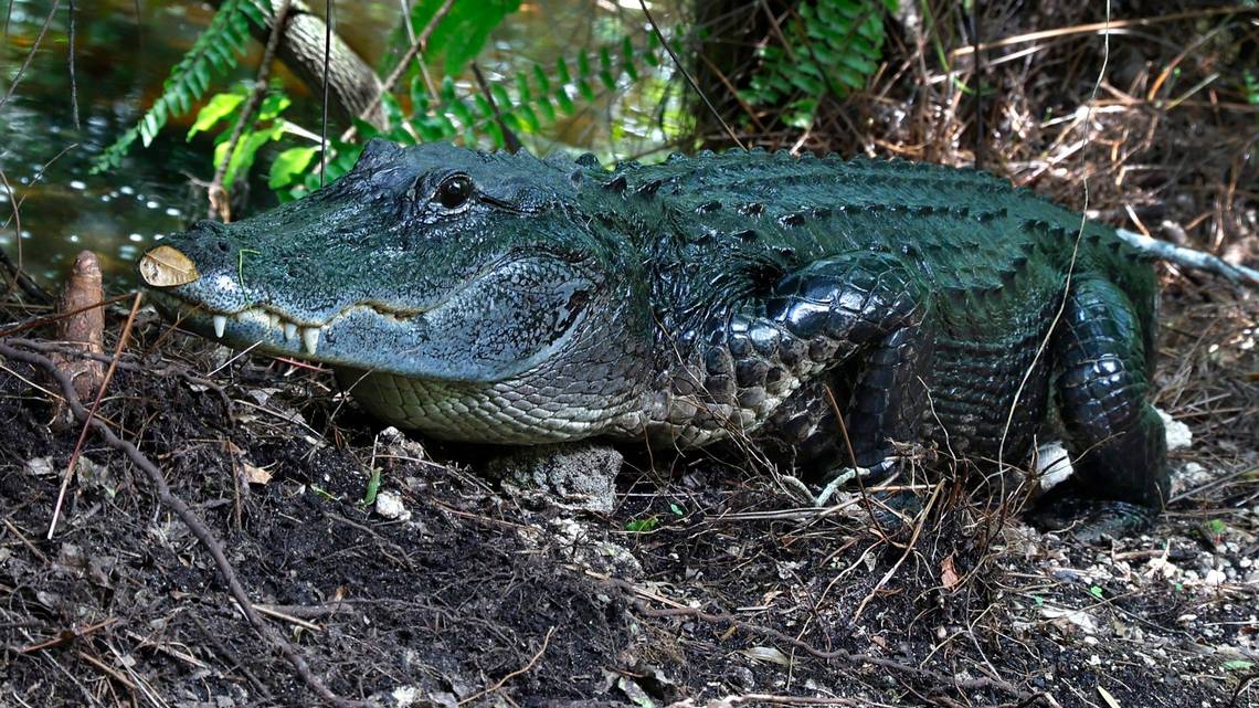 South Florida showers may prompt more gator and snake sightings ...