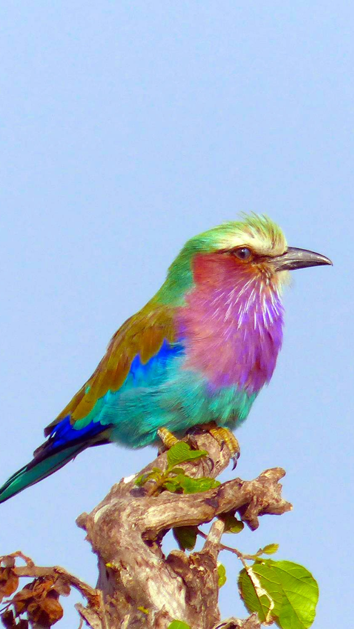9 most colourful birds one can spot in India
