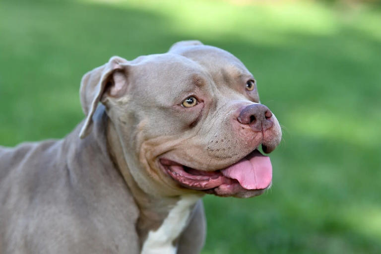 Rescued Pit Bulls Get Their Very Own Special Photoshoot and It’s Too ...