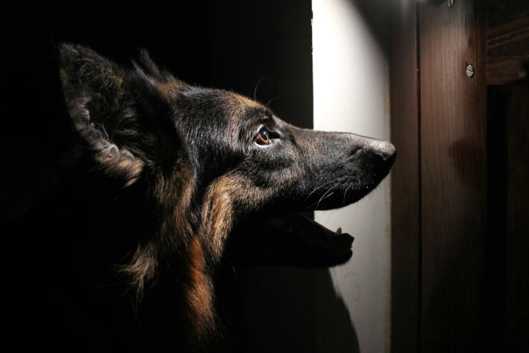 6 Creepy Things Dogs Do That Are Actually Totally Normal