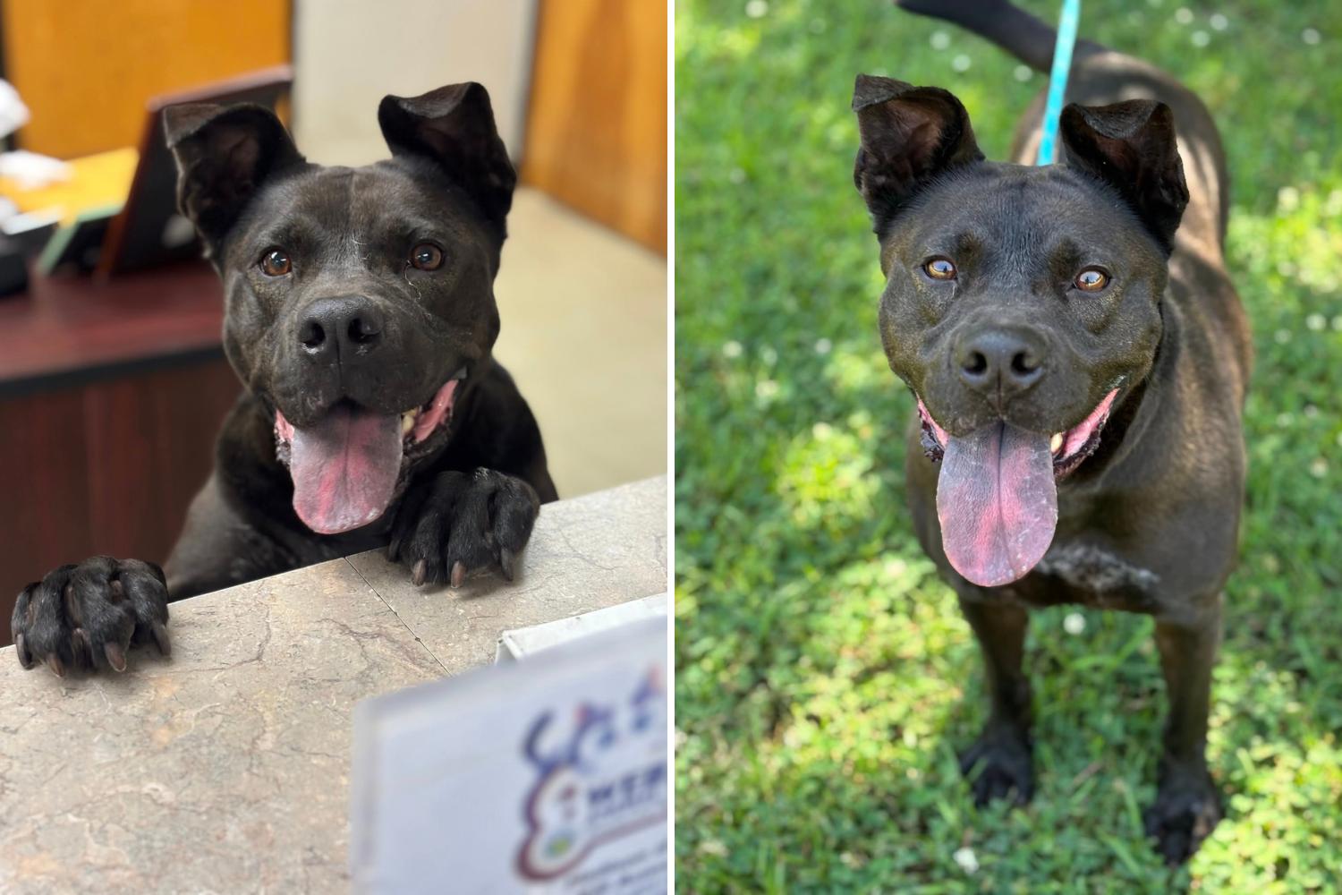 Tears over face of shelter dog still "patiently waiting" after 1,208 days