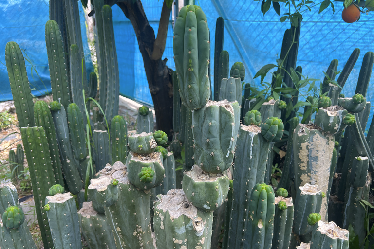Cómo saber si un cactus está muerto: guía completa con señales ...