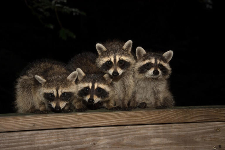 Adorable Video of Baby Raccoons Learning to Climb Is Making Everybody Smile