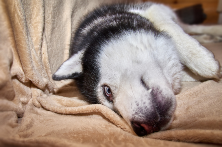 6 Creepy Things Dogs Do That Are Actually Totally Normal
