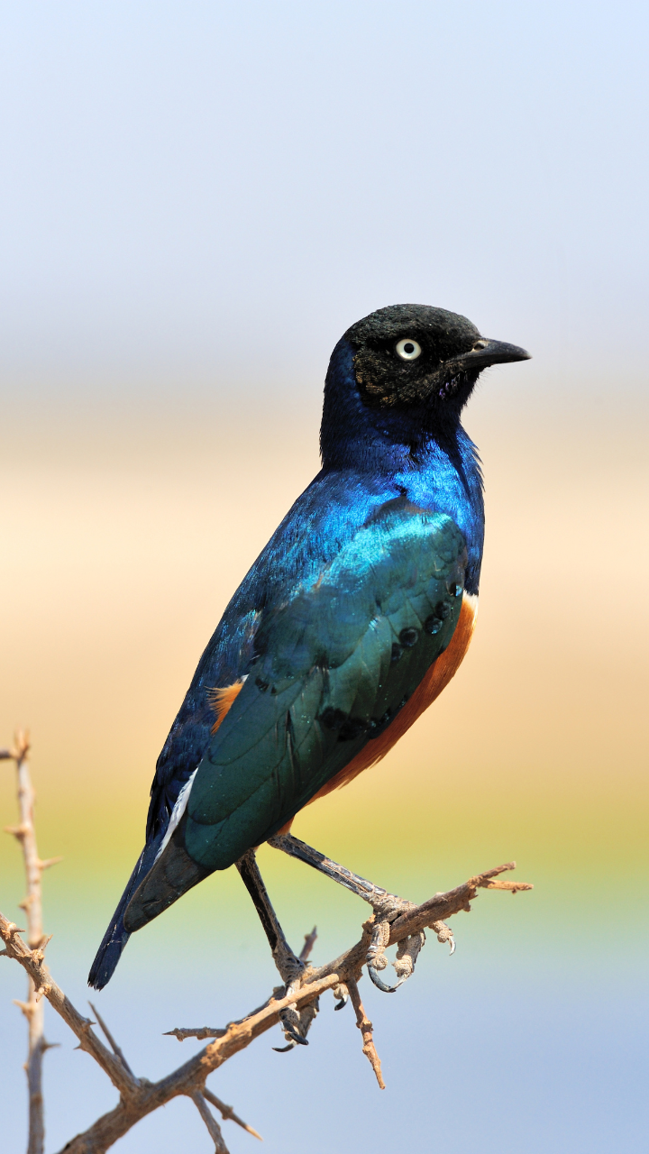 9 most colourful birds one can spot in India