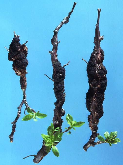 Garden: Black knot disease prevalent on cherry and plum trees