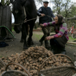 Kris i Belarus – rutten potatis i butik