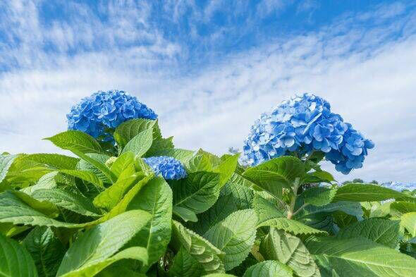 Simple tip to keep your blue hydrangeas vibrant revealed