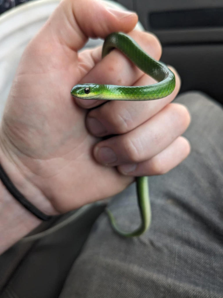 Islanders are being asked to help track the rare smooth greensnake this ...