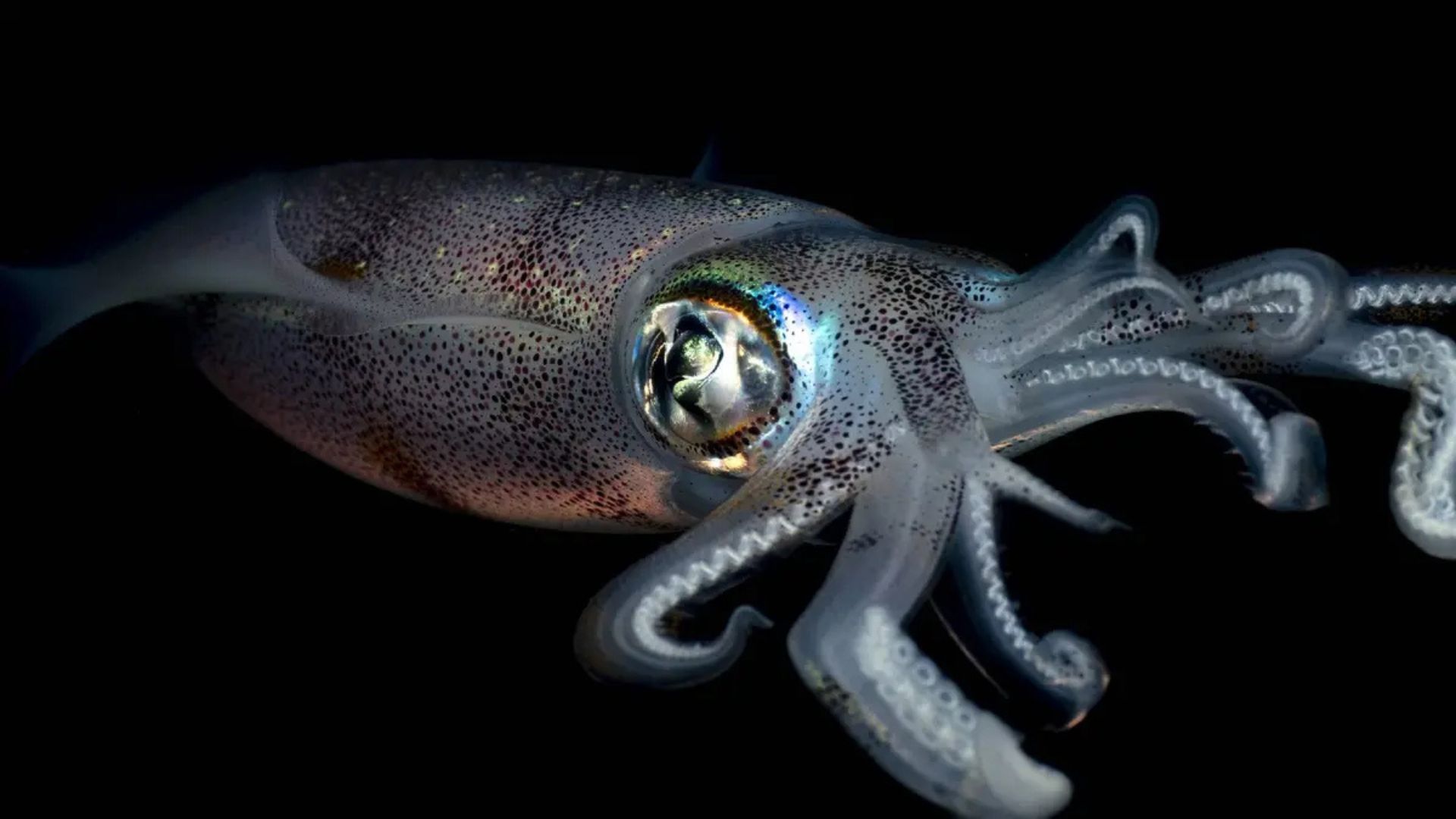 100 million-year-old fossil of ancient squids that ruled open oceans found