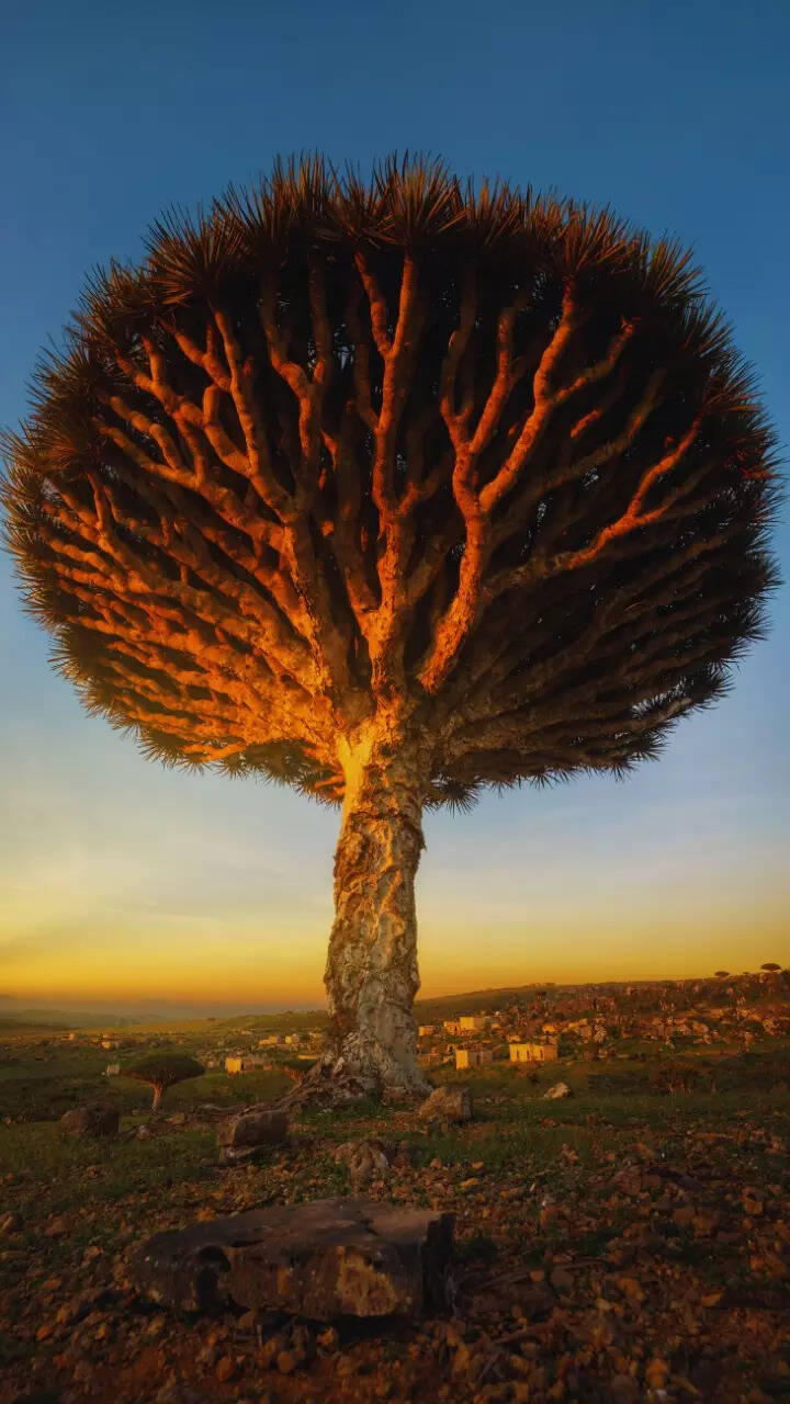 10 strangest trees in the world and where they can be found
