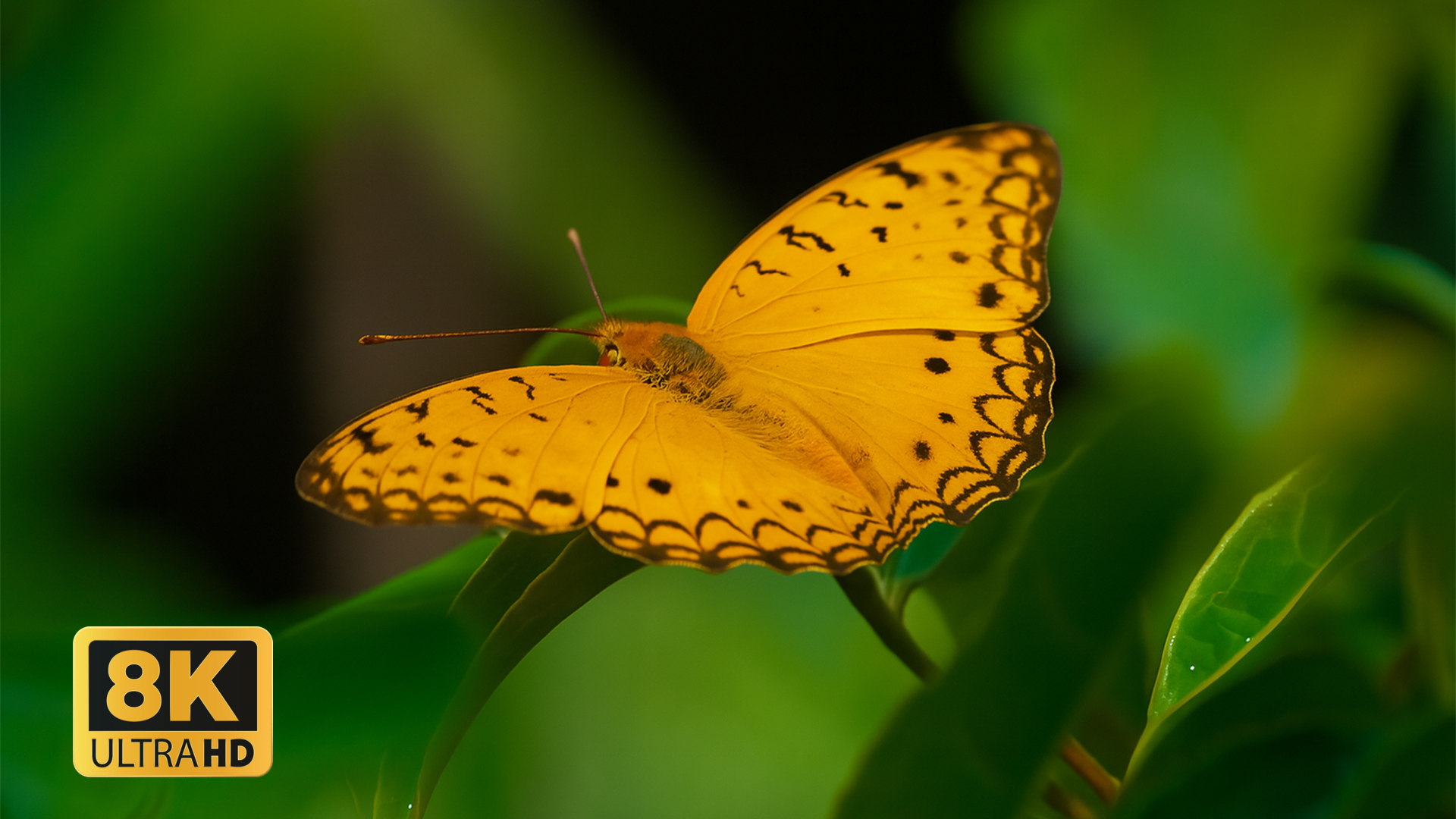 2025 OLED Display Demo – 12K ULTRA HD HDR at 120FPS with Dolby Vision™