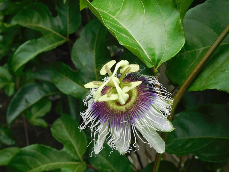 Guía completa para cuidar la Passiflora: trucos, mantenimiento y prevención