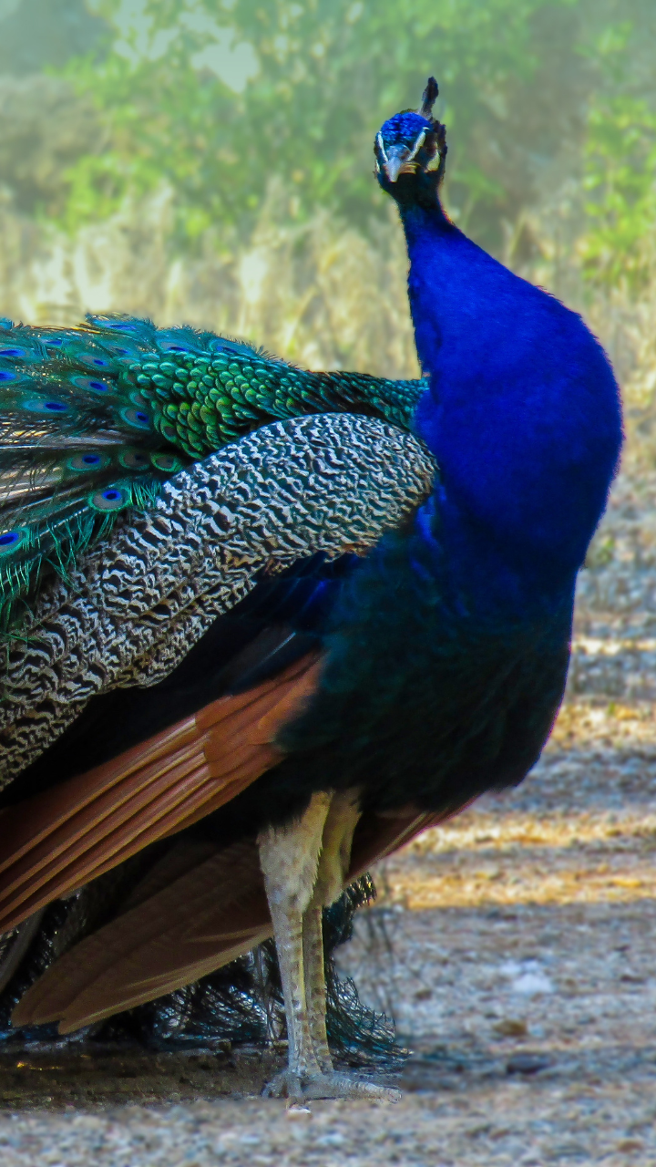9 most colourful birds one can spot in India