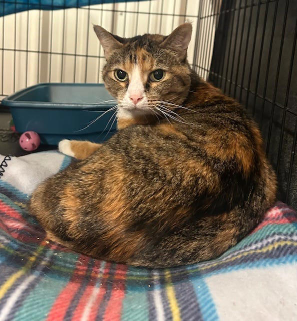 WT adopts young calf to begin training as next Thunder mascot