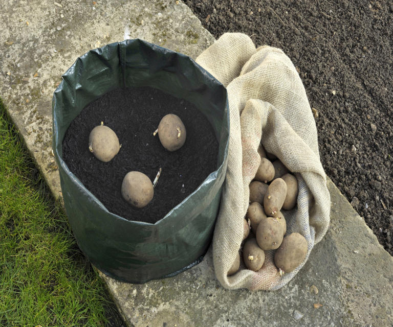 How to grow potatoes vertically – for tasty tubers in tiny garden ...