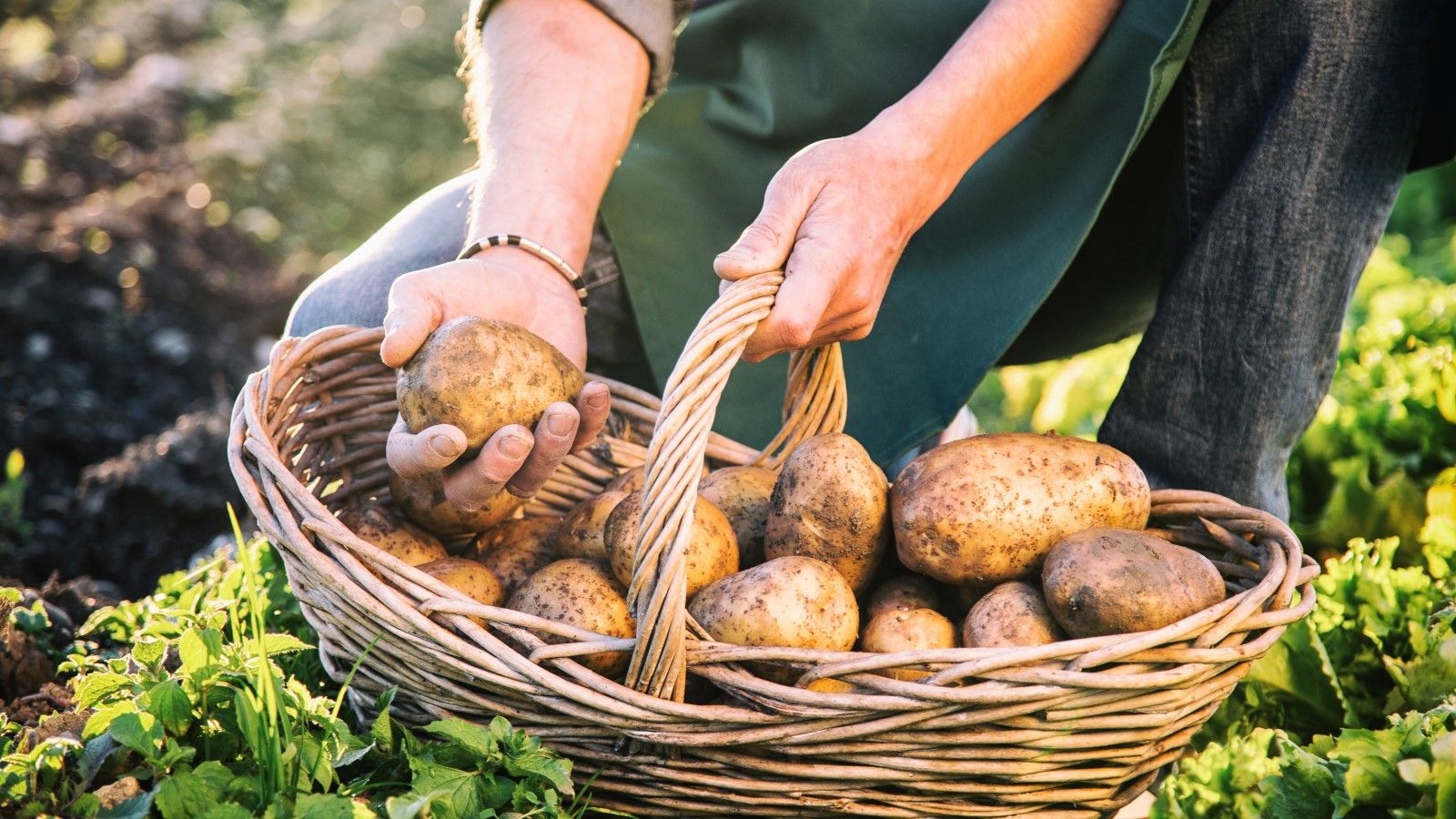 How to grow potatoes vertically – for tasty tubers in tiny garden ...
