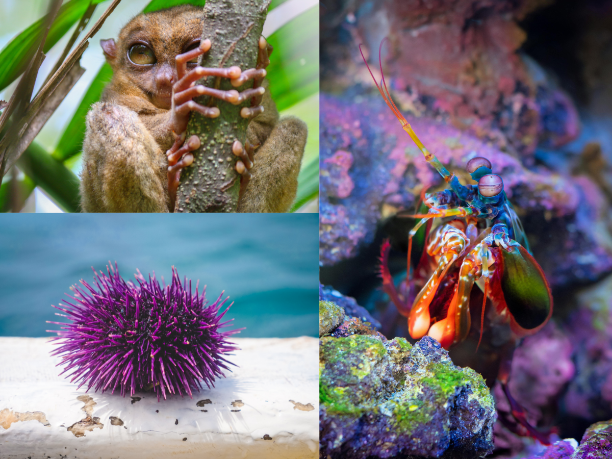 7 animals with the most unusual eyes