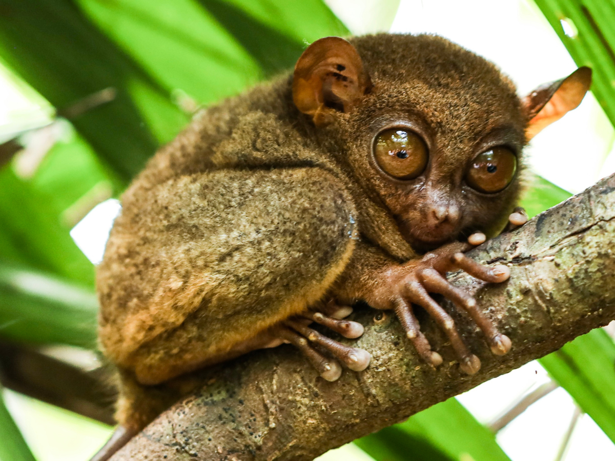 7 animals with the most unusual eyes