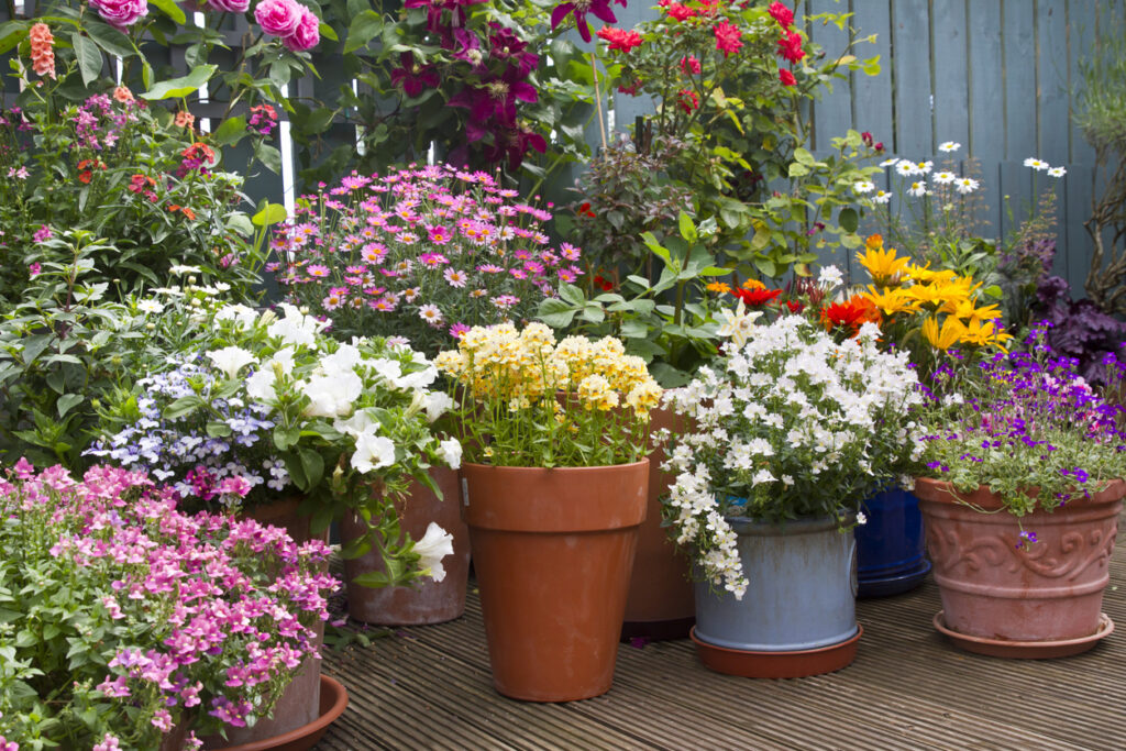 Rented Garden? Here’s How To Create A Beautiful Space Using Just Pots